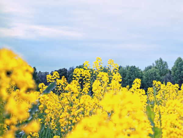 6 Ways To Start Your Day On A Positive Note Every Day - Sabine Gedeon